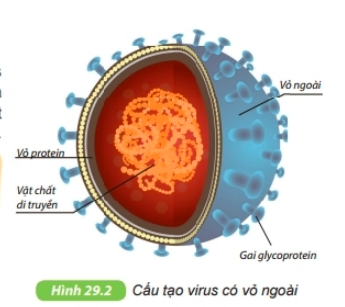 Vì sao nói virus chưa có cấu tạo tế bào điển hình? Em có đồng ý với ý ...